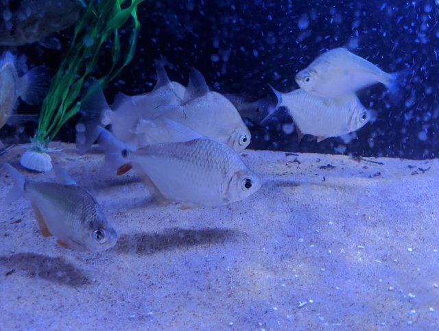 For Sale - Proteus Pike, Caquetaia Myersi, Tetragonopterus Argenteus ...