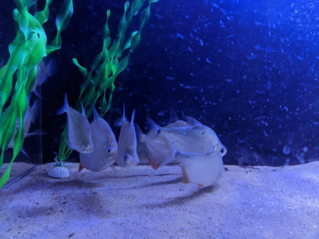 For Sale - Proteus Pike, Caquetaia Myersi, Tetragonopterus Argenteus ...