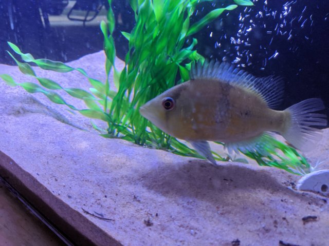 For Sale - Proteus Pike, Caquetaia Myersi, Tetragonopterus Argenteus ...