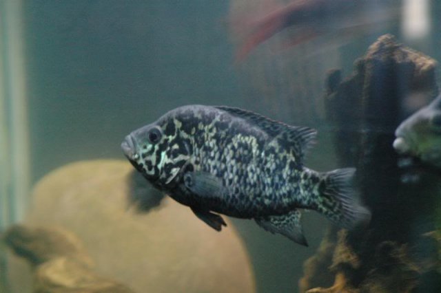 Cuban cichlid info | MonsterFishKeepers.com