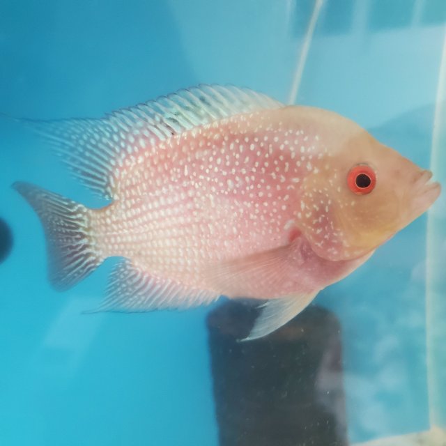 For Sale - Female flowerhorn | MonsterFishKeepers.com