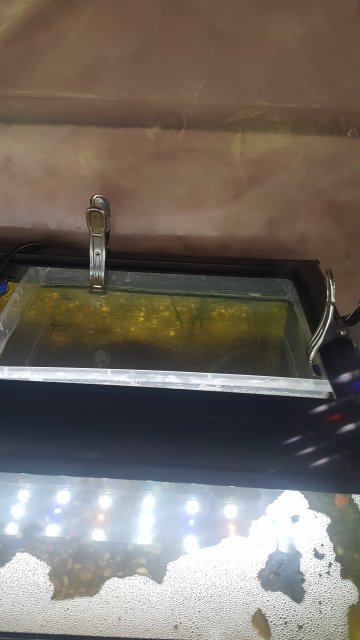 DIY Breeder box | MonsterFishKeepers.com