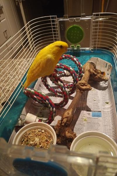 For Sale - Talking Lutino Lineolated Parakeet | MonsterFishKeepers.com