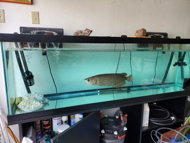 Jardini Arowana Tank Mates