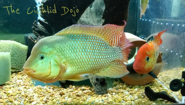 For Sale - Red Terror, Red Tiger Mota, Blue Texas | MonsterFishKeepers.com
