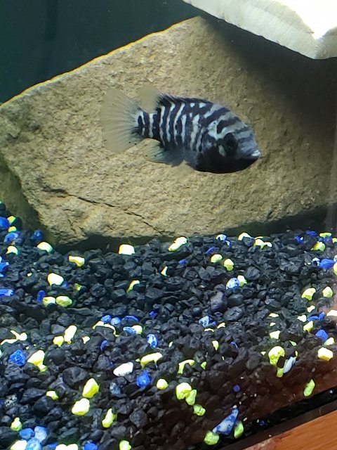 Cuban cichlid? | MonsterFishKeepers.com