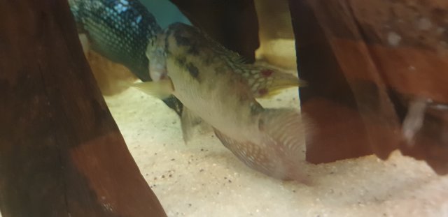 Red bumps | MonsterFishKeepers.com