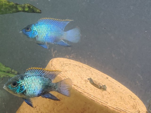 Blue acara sexing and size | MonsterFishKeepers.com
