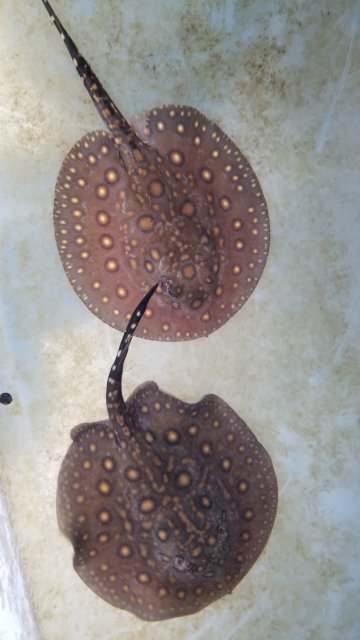 For Sale - Freshwater Stingrays | MonsterFishKeepers.com