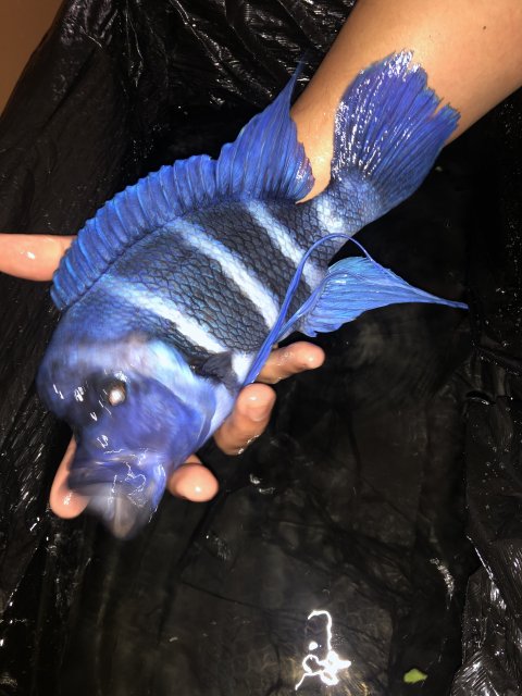 Moba Frontosa Fish