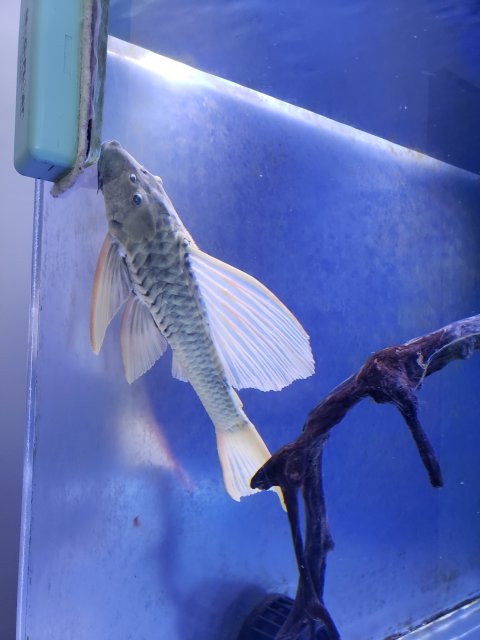 For Sale - Luteus Pleco | MonsterFishKeepers.com