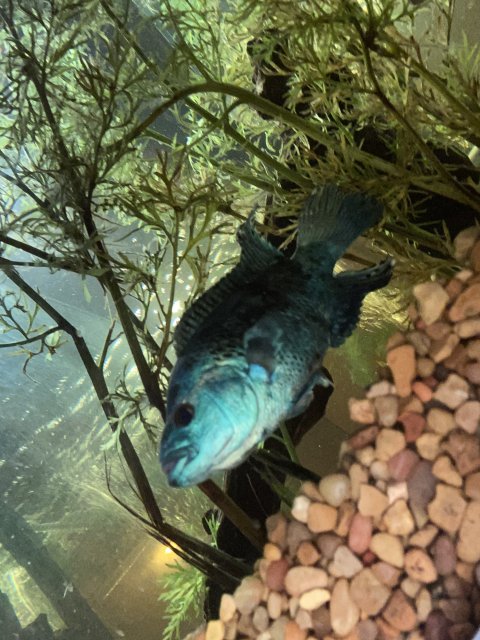 EBJD before and after | MonsterFishKeepers.com