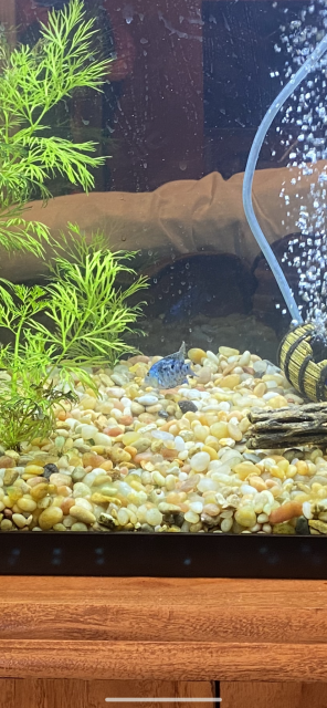 EBJD before and after | MonsterFishKeepers.com