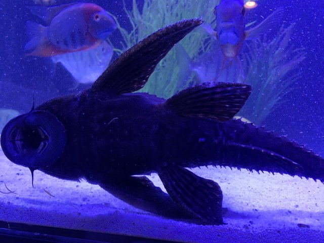 Purple Leopard Cactus Pleco