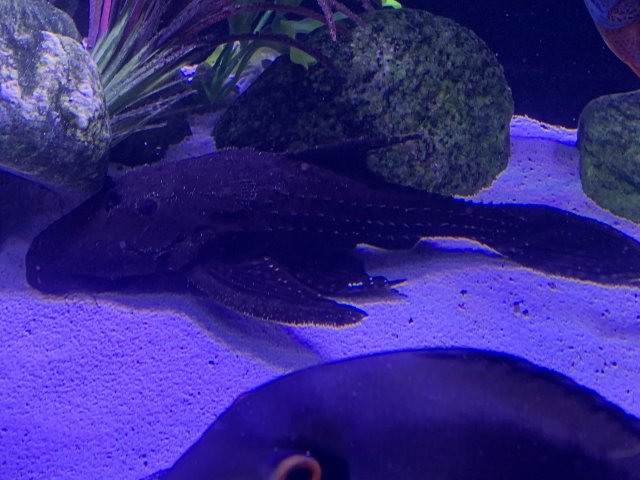 Purple Leopard Cactus Pleco