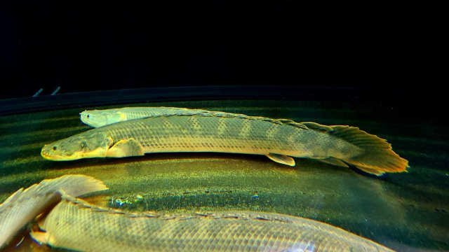 My new catch, Turkana PBB 66cm | MonsterFishKeepers.com