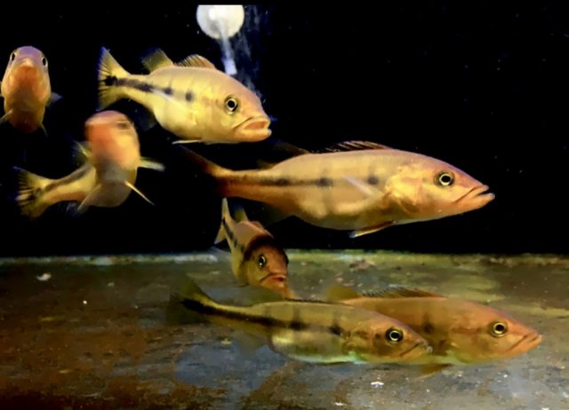 Temensis (?) | MonsterFishKeepers.com