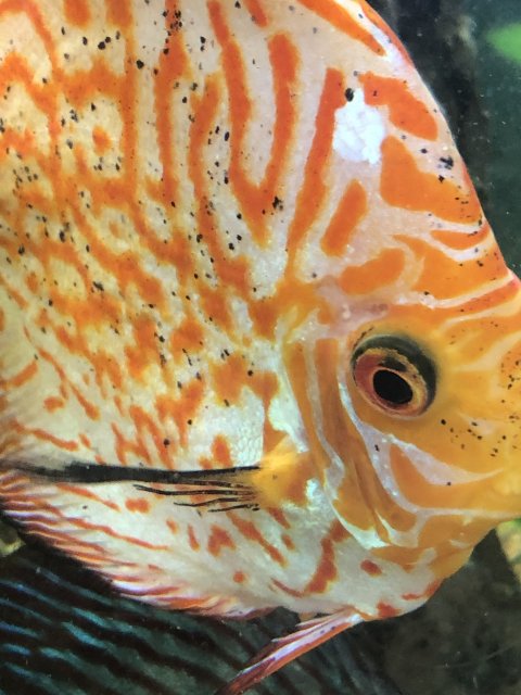 Discus | MonsterFishKeepers.com