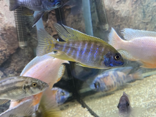 Lemon Jake Peacock Cichlid