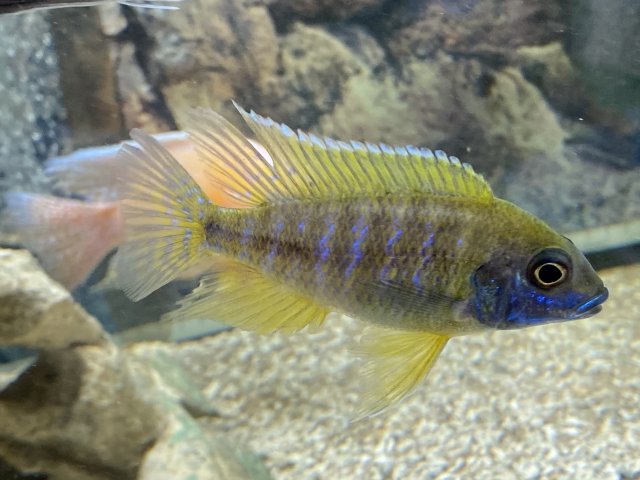 Lemon Jake Peacock Cichlid