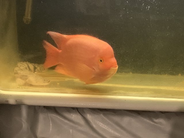 For Sale - Red mammon kkp | MonsterFishKeepers.com