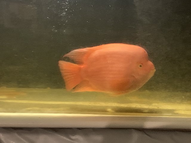 For Sale - Red mammon kkp | MonsterFishKeepers.com