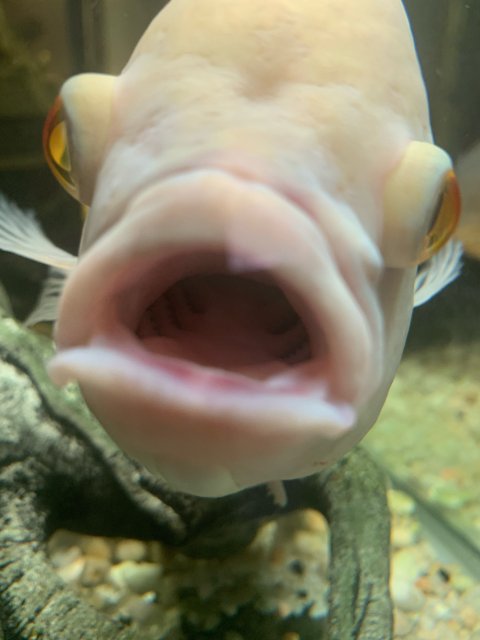 Huge Oscar Fish Teeth