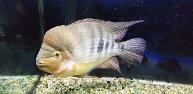 Gold Barred midas | MonsterFishKeepers.com