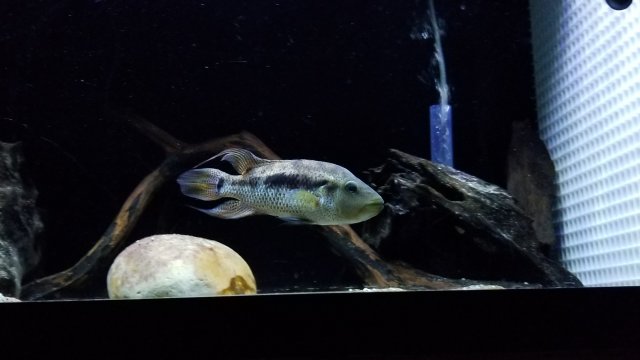 For Sale - Chiapaheros Grammodes | MonsterFishKeepers.com