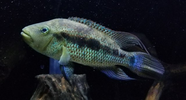For Sale - Chiapaheros Grammodes | MonsterFishKeepers.com