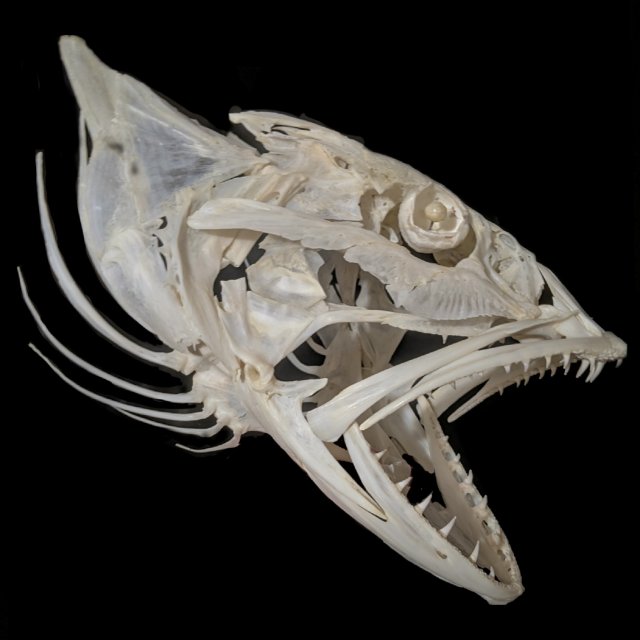 Fish skulls and Skeletons....fish anatomy and random other skulls ...