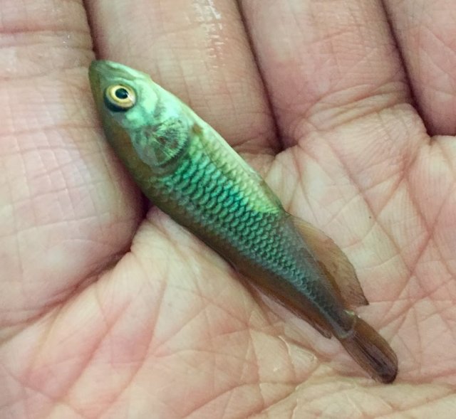 For Sale - African Arowana Fry 1"+ | MonsterFishKeepers.com
