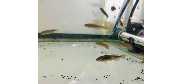 For Sale - African Arowana Fry 1"+ | MonsterFishKeepers.com