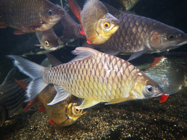 Lemon Fin Barb | MonsterFishKeepers.com