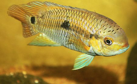 Cichlasoma Dimerus? | MonsterFishKeepers.com