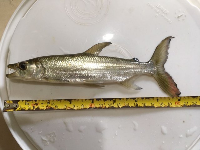 For Sale - Large Size Goliath Tiger Fish | MonsterFishKeepers.com