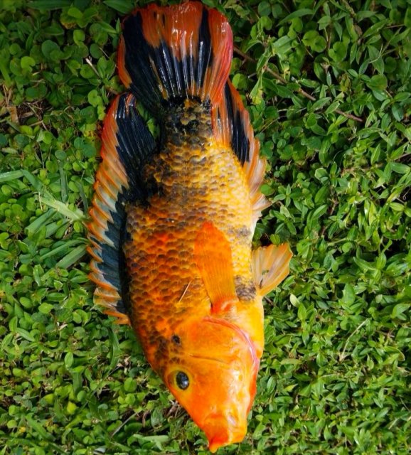 FREE - Xanthic Mayaheros urophthalmus | MonsterFishKeepers.com