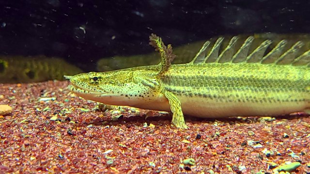 Polypterus Weeksii