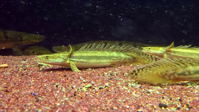 Polypterus Lapradei