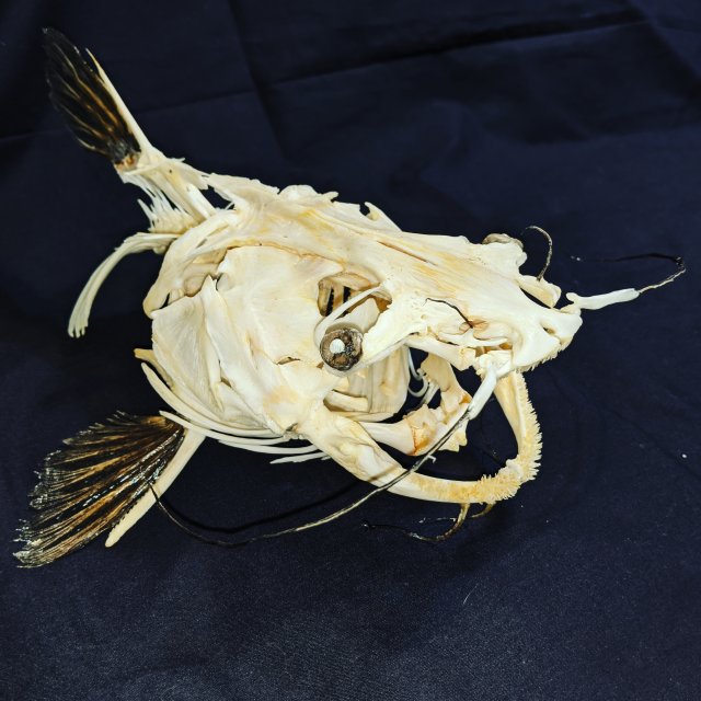 Catfish Skeleton