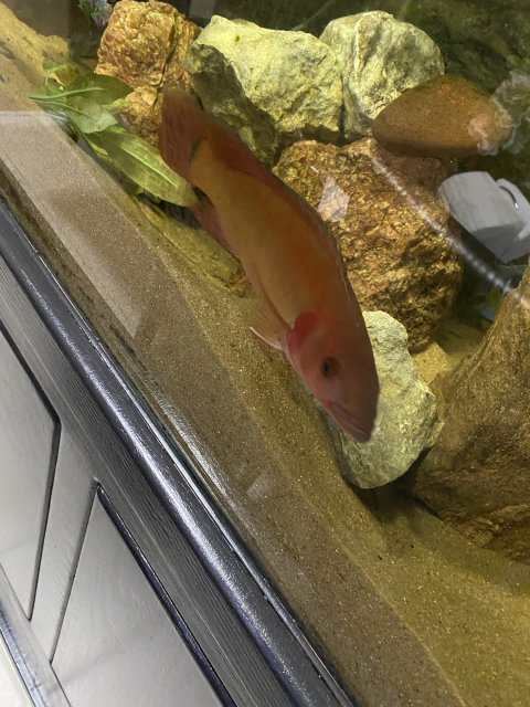 For Sale - Red Pike fish | MonsterFishKeepers.com