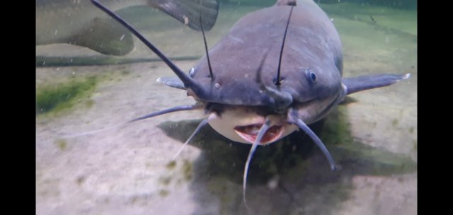 Vundu Catfish