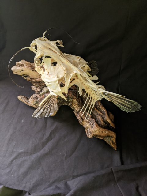 Catfish Skeleton