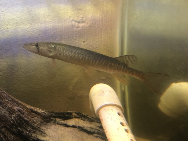 Redfin Pickerel Aquarium
