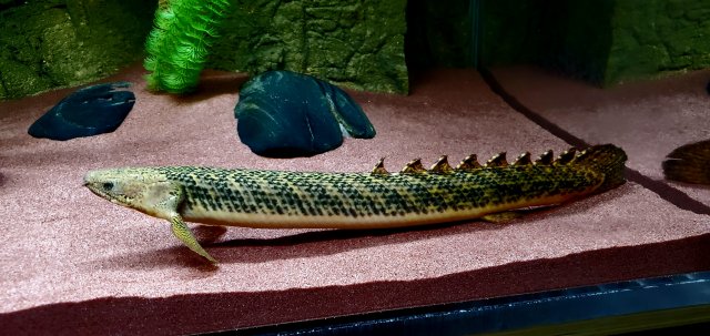 For Sale - Bichirs for sale | MonsterFishKeepers.com