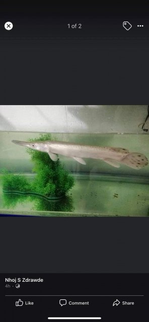 Platinum gar? | MonsterFishKeepers.com