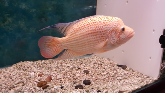 Red dovii | MonsterFishKeepers.com