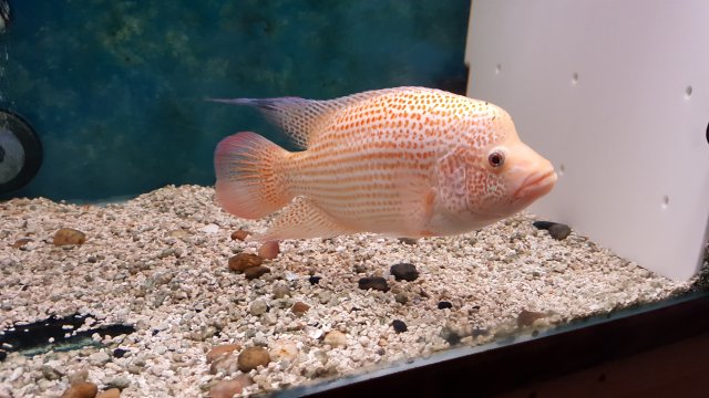 Red dovii | MonsterFishKeepers.com