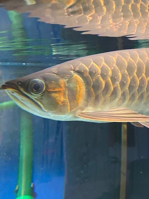 Merlion Ultimate Blood Red | MonsterFishKeepers.com