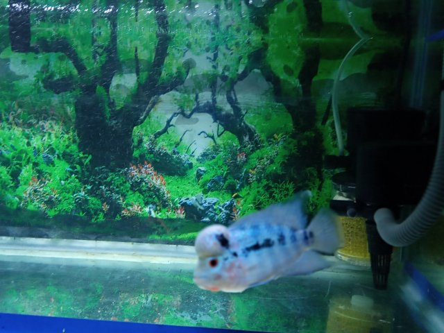 new magma flowerhorn | MonsterFishKeepers.com